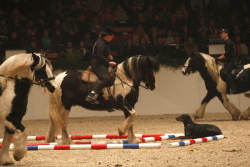 Pferdestammbuch Schleswig-Holstein/Hamburg e.V.